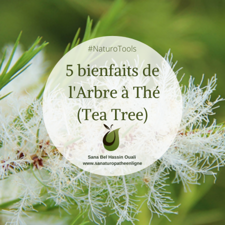 5 bienfaits de l'arbre à thé - Tea Tree - HE - Sa'Naturopathe en ligne