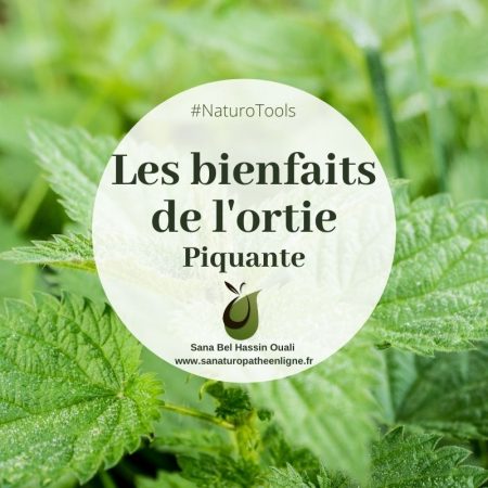 Ortie piquante : bienfaits et utilisation Sa'Naturopathe en ligne